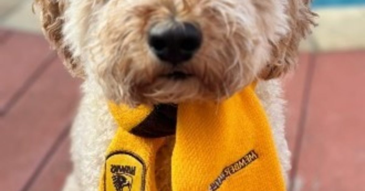 Pet Club | Buy Pet Hawthorn AFL Membership | Hawthorn Membership